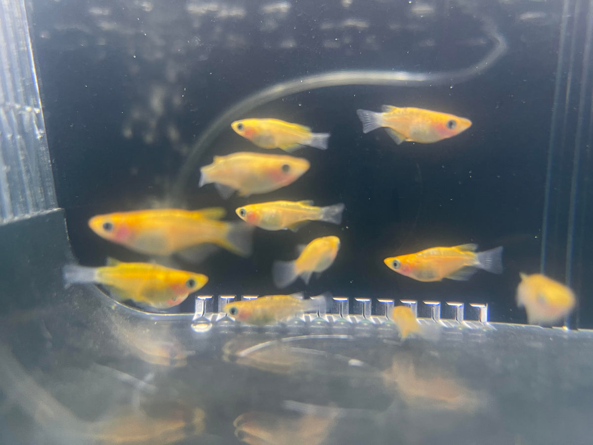 Orange Sparkle Medaka Ricefish – Aquascaping Canvas