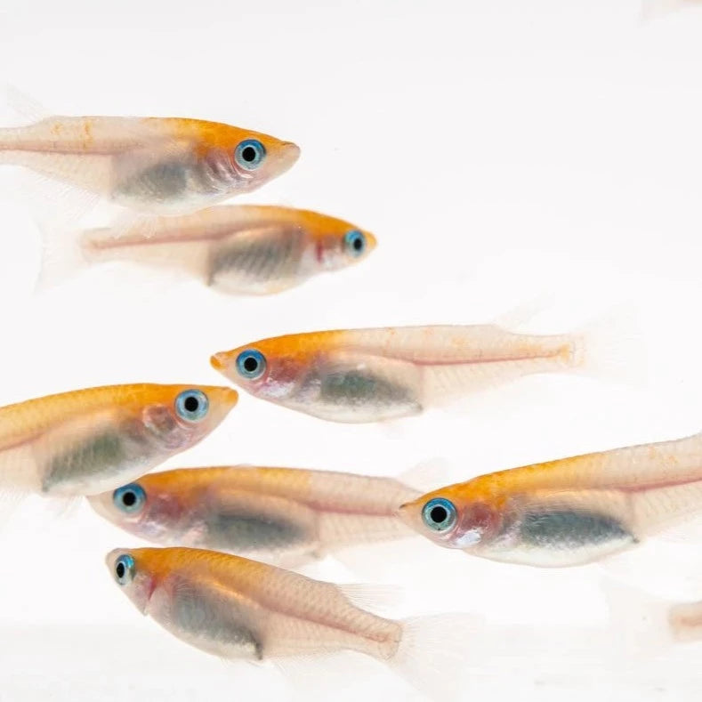 Orange Red Cap "Youkihi" Medaka Ricefish – Aquascaping Canvas