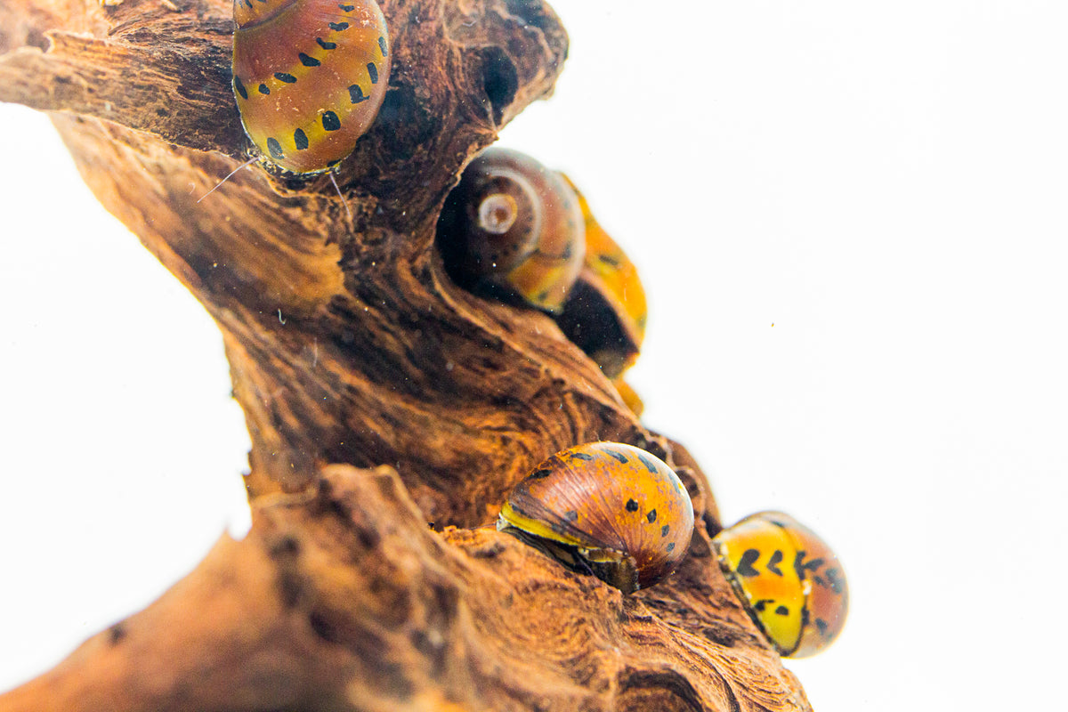 Tiger Nerite Snails – Aquascaping Canvas